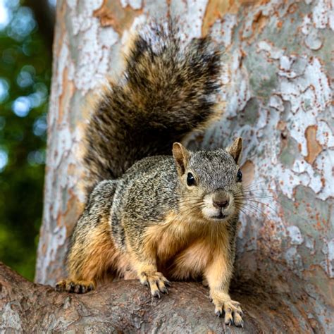 Mother Squirrel Rsquirrels