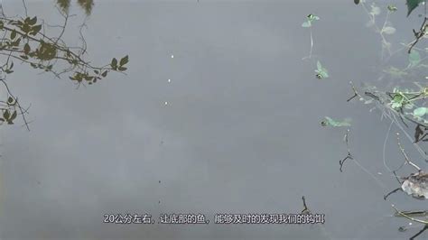 传统钓三种常见逗钓手法学会灵活运用渔获轻松翻几番 体育 钓鱼 好看视频