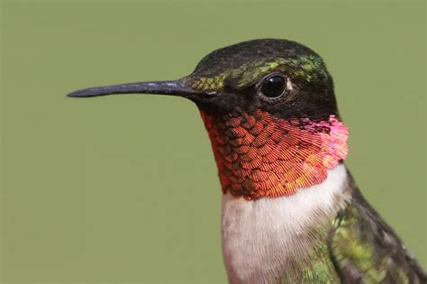 Ruby Throated Hummingbird Migration Earth Life