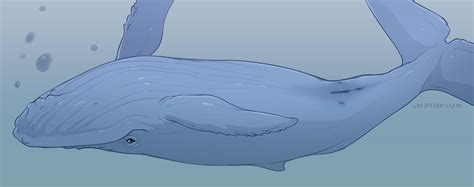 Rule 34 Animal Genitalia Animal Pussy Anus Baleen Whale Breasts