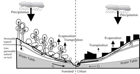 The Water Cycle In A Forested Catchment And In An Urbanized Catchment Download Scientific