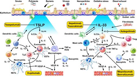 Towards Precision Medicine In Copd Targeting Type 2 Cytokines And