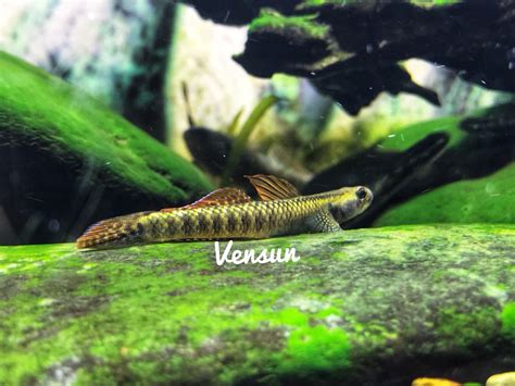 用户照片 Stiphodon ornatus 黄金枝桠虾虎 喵潜AI鱼类辨识 FISH ID 你的在线鱼书