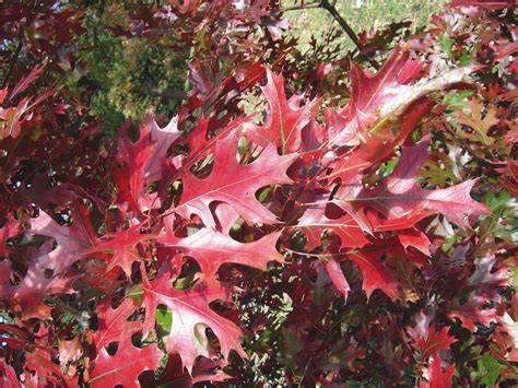 Quercus Ellipsoidalis Trees And Shrubs Online