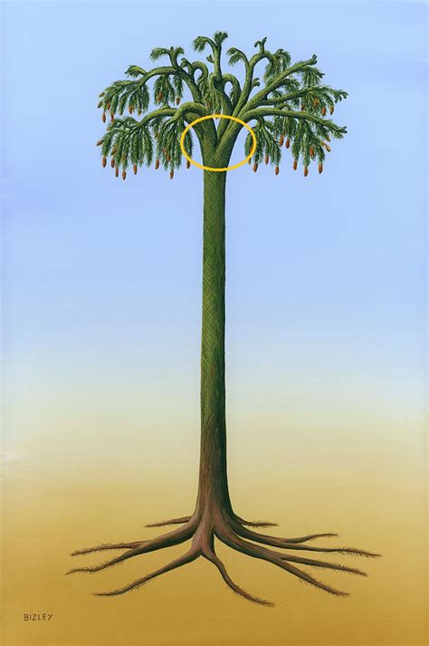 Lepidodendron Branching Questions And Answers The Fossil Forum