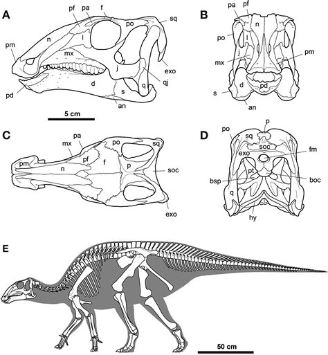 New Species Of Mongolian Dinosaur Found In The Gobi Desert