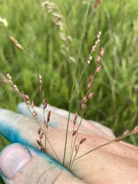 Switchgrass From Bellingham Mn Us On July 25 2022 At 0324 Pm By Rollinbresson · Inaturalist