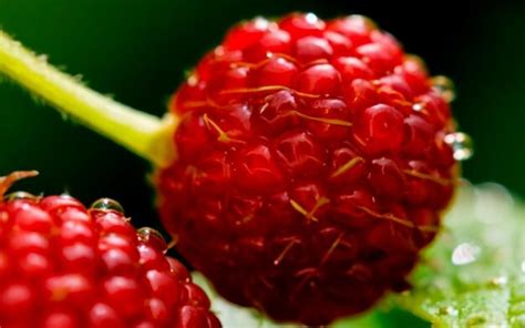 Premium Photo Juicy Berry Closeup