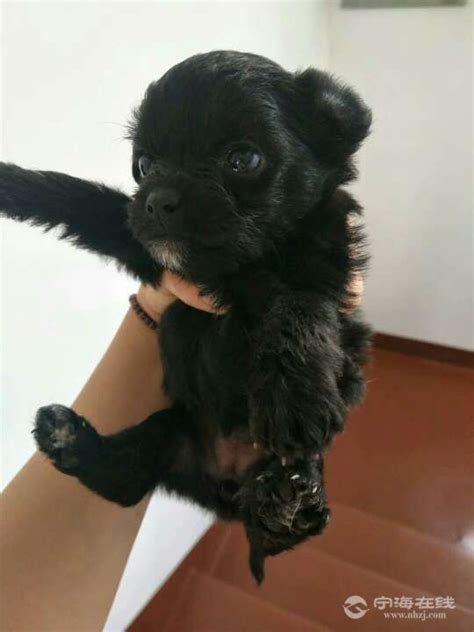 八哥和泰迪的串的图片巴哥和泰迪的串串图片第2页大山谷图库