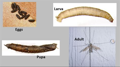 Whats That Bug Crane Flies Reemerge In Indiana
