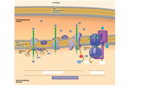 Oxidative Phosphorylation Diagram Quizlet