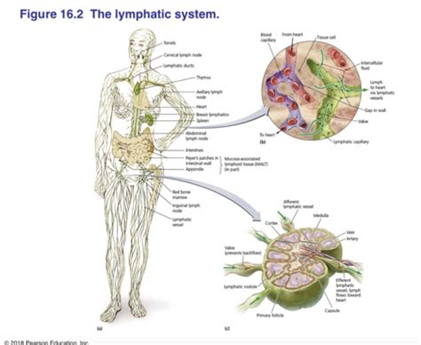 Chapter 16 Adaptive Immunity Flashcards Quizlet