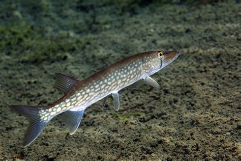 Pickerel In Canada The Canadian Encyclopedia