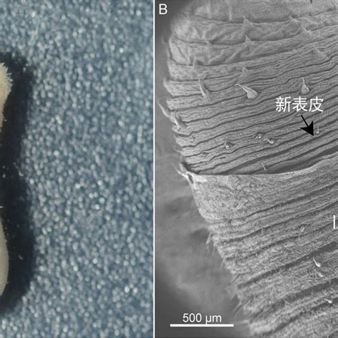 The Extant Priapulid Worm Halicryptus Spinulosus And Its Ecdysis A The