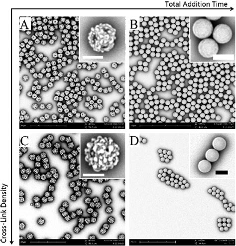 Sem Micrographs Of Core Shell Cross Linked Pmma Particles Prepared By Download Scientific