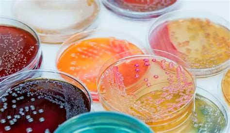 Elisa实验秘籍：关键步骤详解