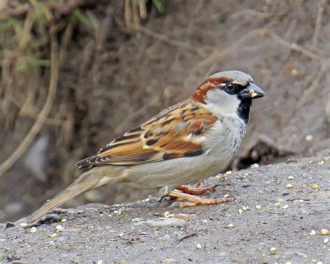 Vrabec Domácí Passer Domesticus Chovzvířatcz