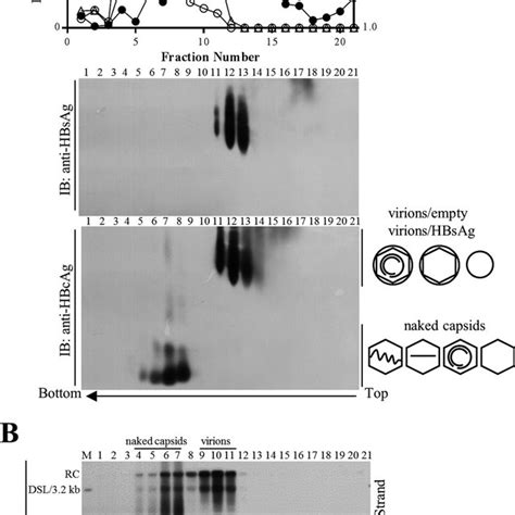 Cscl Density Gradient Separation And Analysis Of Viral Particles From