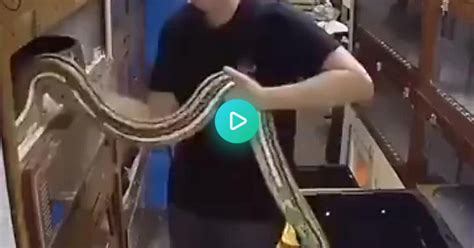 sassy python album on imgur