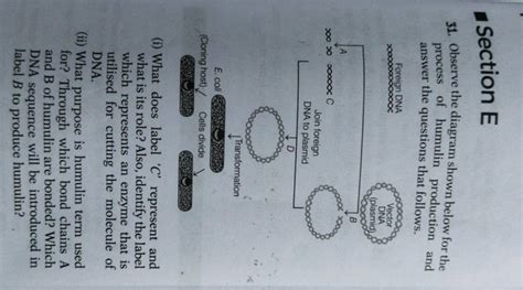 Section E31 Observe The Diagram Shown Below For The Process Of Humulin