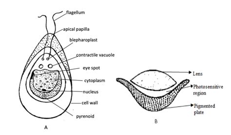 Chlorophyta Characteristics Occurrence Thallus Organization