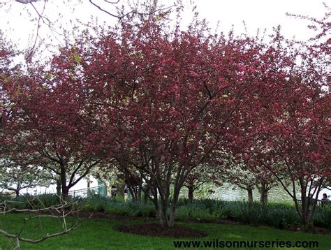Prairiefire Crabapple