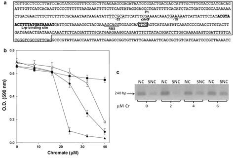 Nucleotide Sequence Of The Chrs Gene 5 0 Region And Effect Of Chrs On Download Scientific