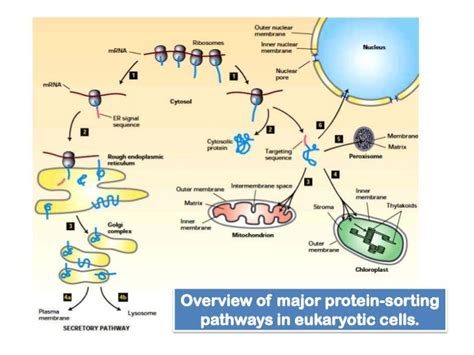 Protein Structure Targeting And Sorting