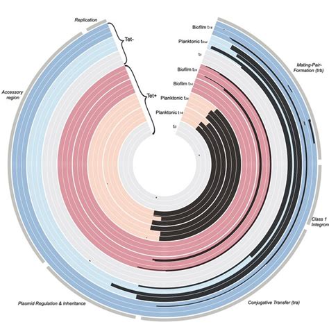 Maps Of Evolved Plasmids With Major Segment Functions Identified