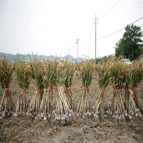 마늘밭 의성장날