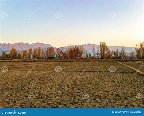 Trees Turn Leaves To Orange Color In Fall Season Stock Image Image Of Leaf Scenery 235397599