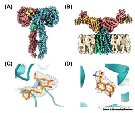 冷冻电镜，打开全新“视”界 知乎