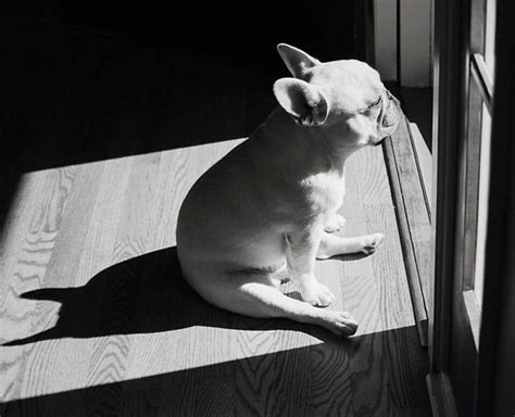 Запознайте се с тези очарователни френски булдози които са инстаграм сензация Мама 24