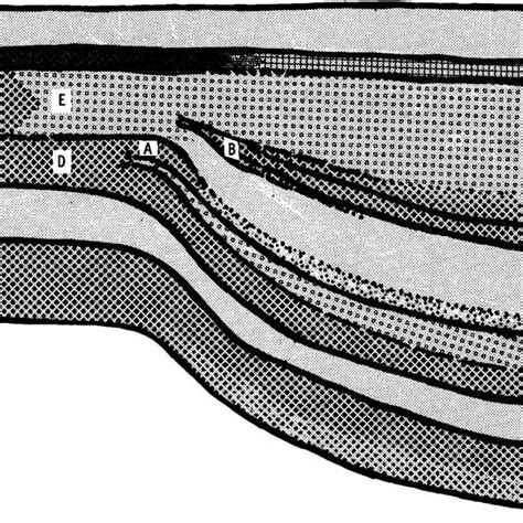 Schematic Diagram Of Laminar Development Of The Visual Cortex In Man Download Scientific