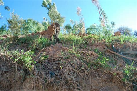 Note Scars On The Trunk And Broken Branch Of The Tree Caused By Download Scientific Diagram