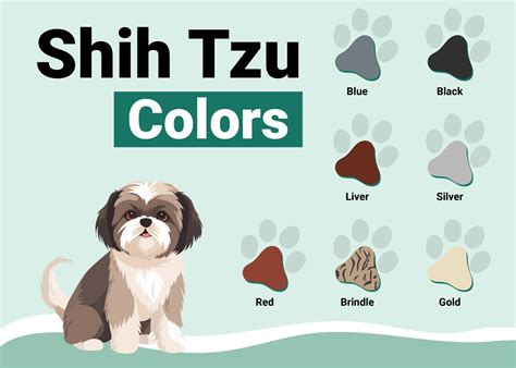 7 Shih Tzu Colors And Patterns With Pictures Dogster
