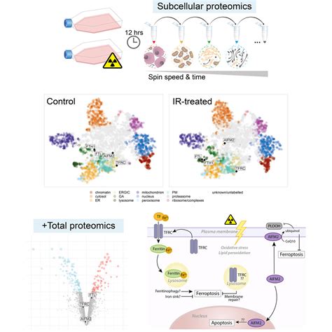 Global Proteomics Indicates Subcellular Specific Anti Ferroptotic