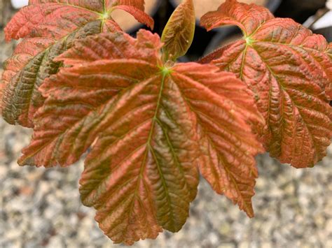 Buy Acer Pseudoplatanus Esk Sunset Rare Variegated Eskimo Sunset Maple — Mr Maple │ Buy