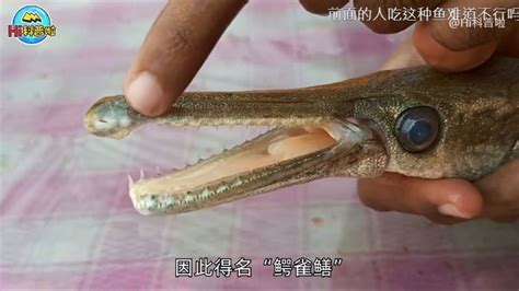 釣到76斤巨大怪魚長相超嚇人 內行驚曝身份別放生 國際 三立新聞網 SETN