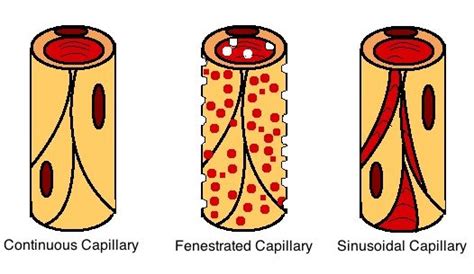 正弦曲线和毛细血管有什么区别 新闻 2025