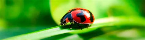Top 999 Ladybug Images Amazing Collection Ladybug Images Full 4k
