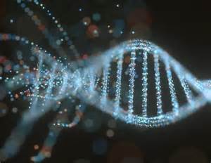 Rewriting Rrna Alters The Architecture Of The Nucleolus