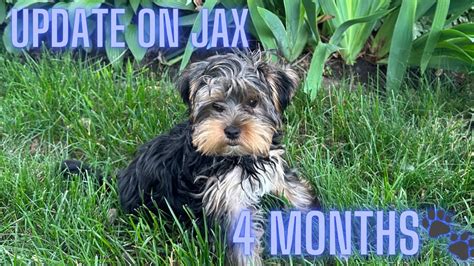 Update On Jax Youtube