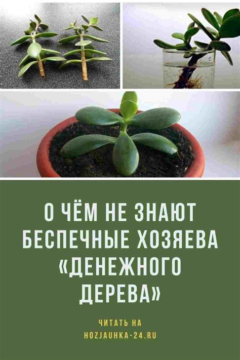 О чём не знают беспечные хозяева «Денежного дерева Dish Garden Succulent Care Garden Art