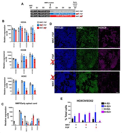 Posterior Axial Identity Acquisition By Nmp Derived Pre Neural Spinal Download Scientific