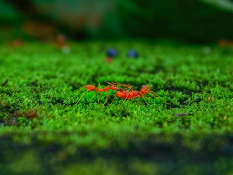 Ante Grass Green Free Photo On Pixabay Pixabay