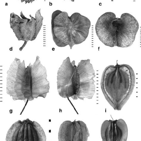 Pdf Phylogenetic Distribution And Identification Of Fin Winged Fruits