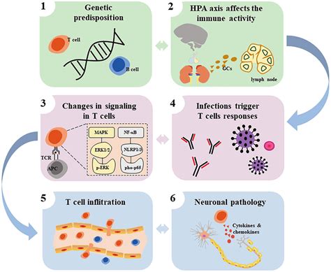 Potential Mechanism S Of Altered T Cell Responses In BD Possibly 1 Download Scientific