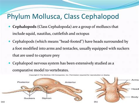 Nervous System Of Mollusk Cephalopod Cuttlefish Pptx