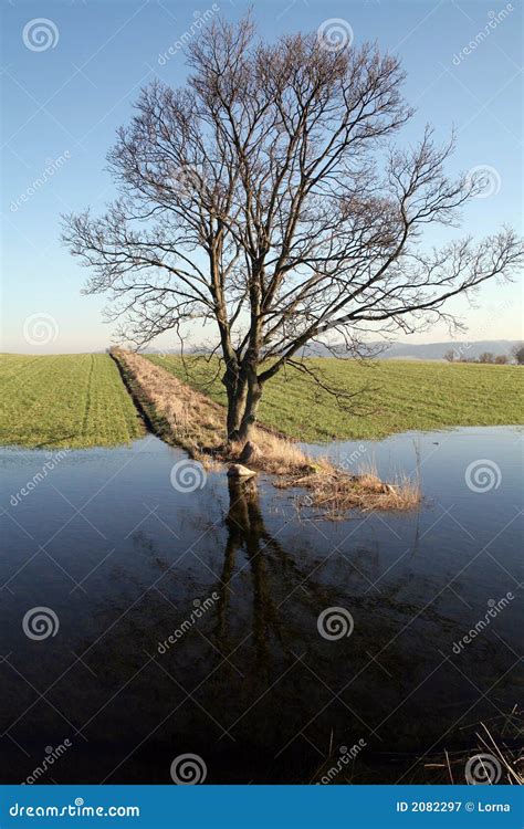 Tree In Flooded Field Stock Image Image Of Floodwater